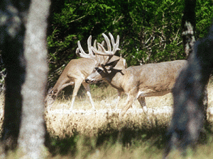 Packages - Apache Springs Ranch